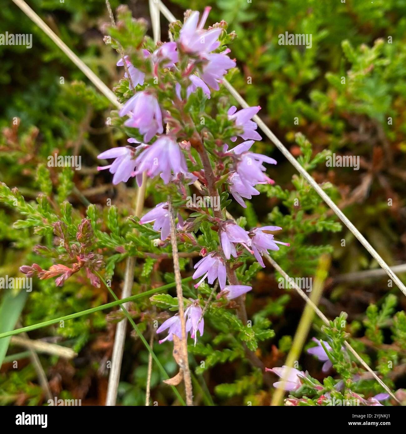 common heather (Calluna vulgaris Stock Photo - Alamy