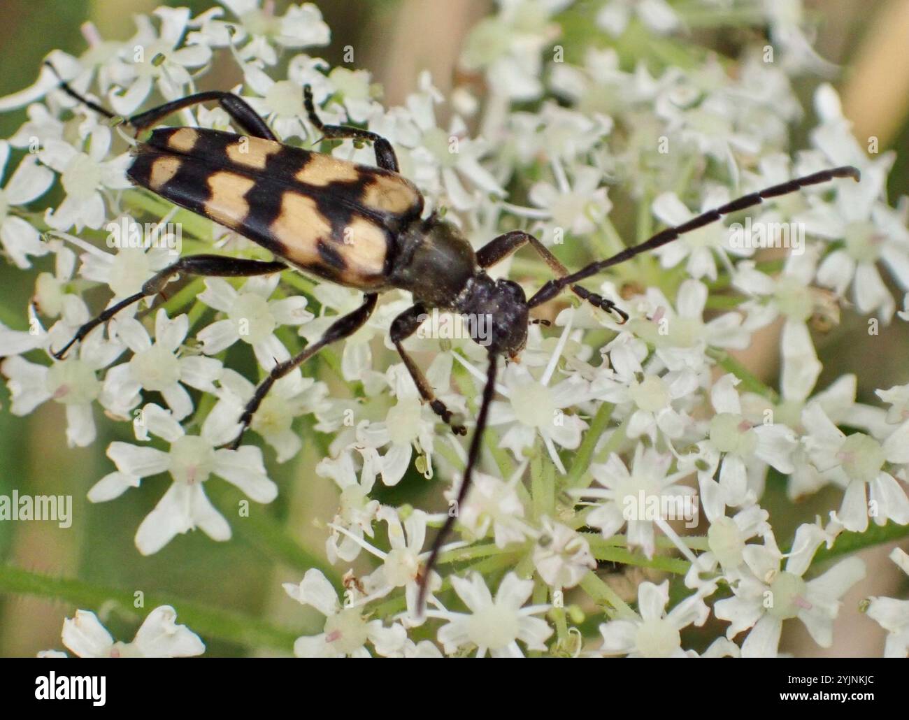 four-banded longhorn beetle (Leptura quadrifasciata Stock Photo - Alamy