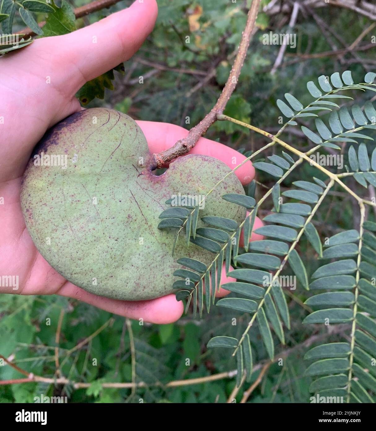 Pacara earpod tree hi-res stock photography and images - Alamy