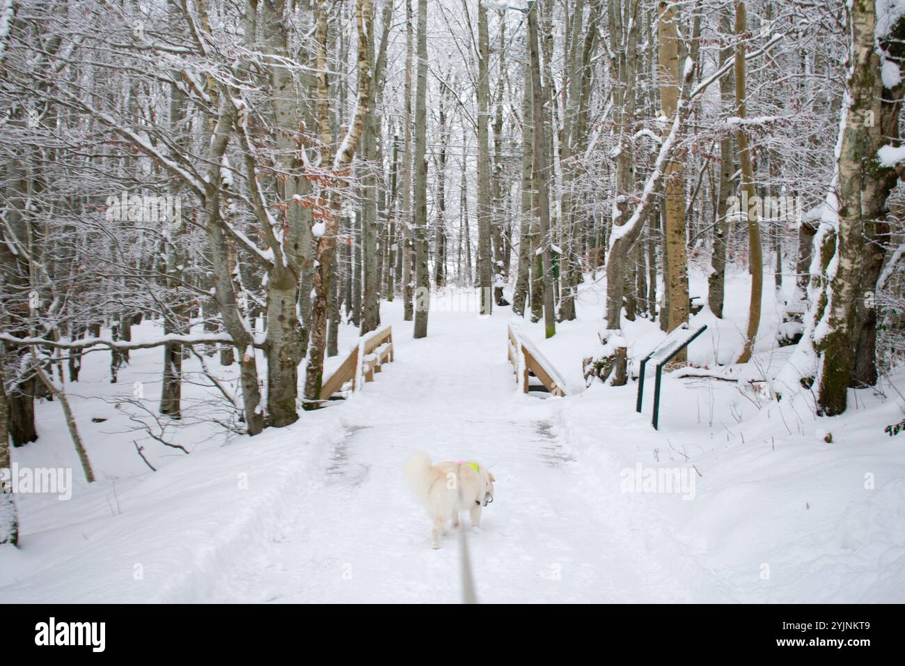 White Husky Running On A Snowy Trail - Wintertime Activites Stock Photo ...