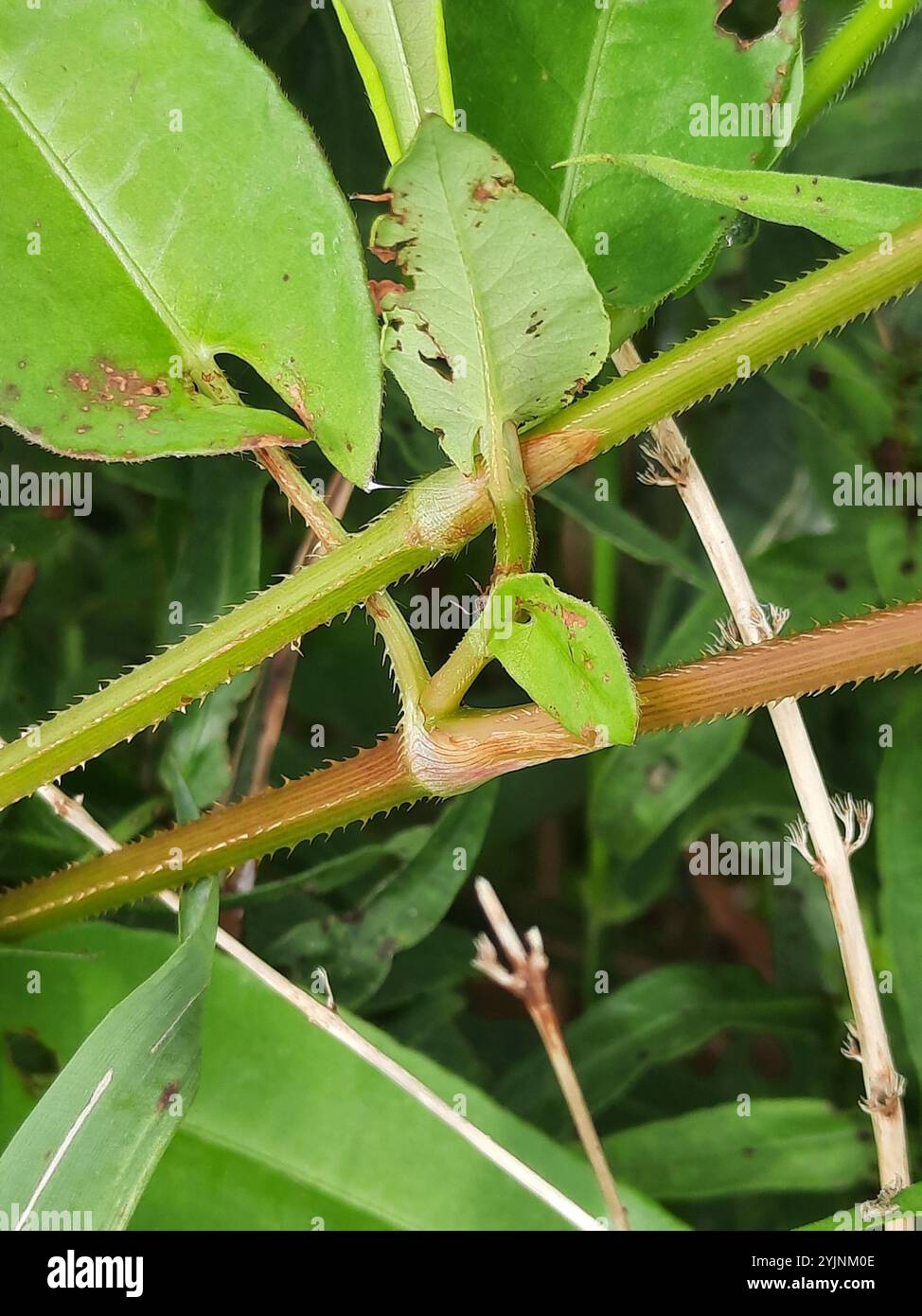 arrow-leaved tearthumb (Persicaria sagittata Stock Photo - Alamy