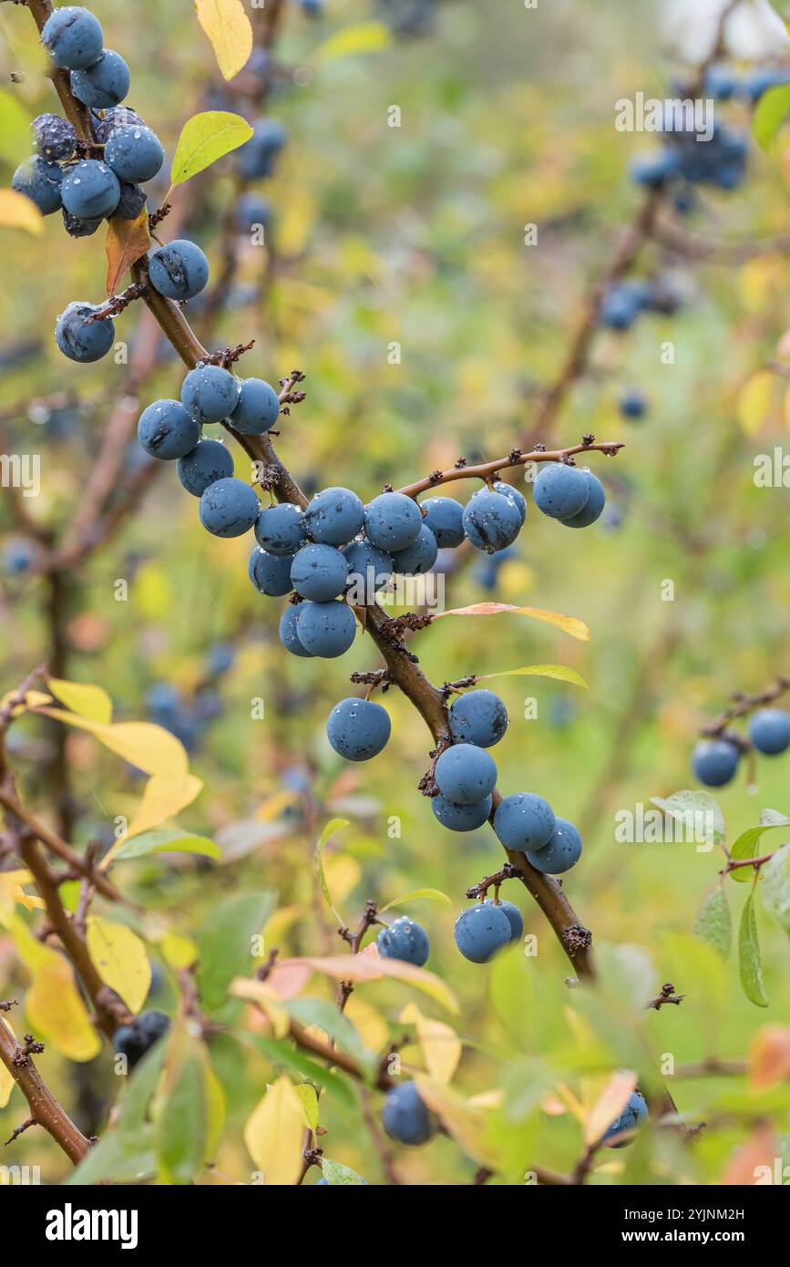 Schlehe, Prunus spinosa PRIMOSA,, Blackthorn Stock Photo - Alamy