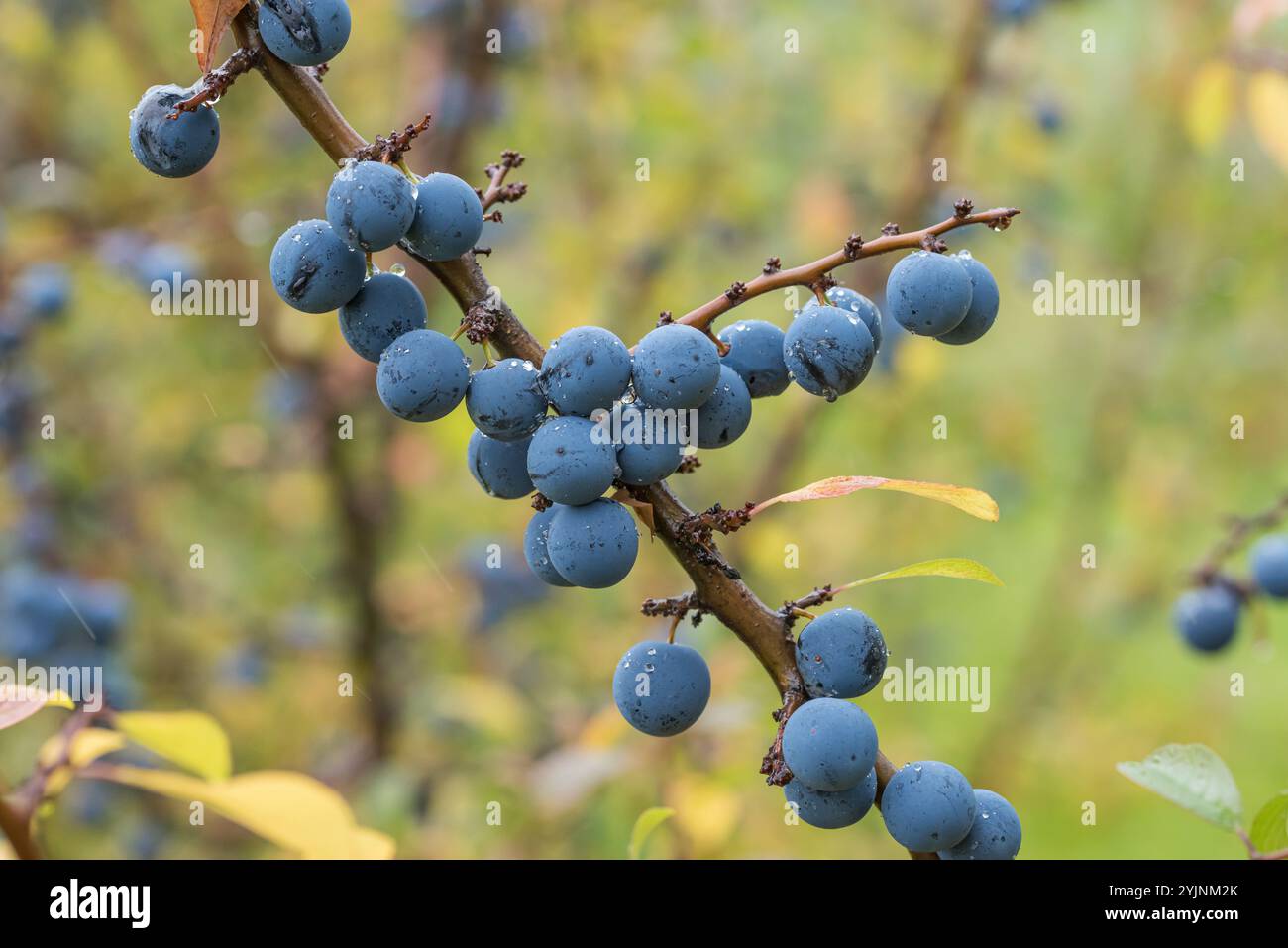 Schlehe, Prunus spinosa PRIMOSA,, Blackthorn Stock Photo - Alamy
