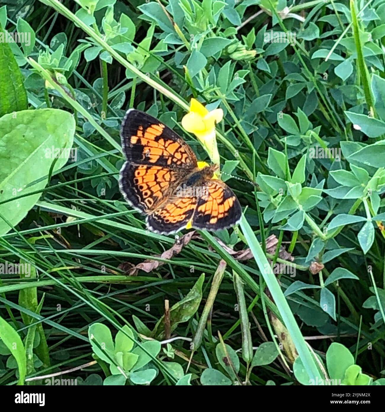 Pearl Crescent (Phyciodes tharos Stock Photo - Alamy