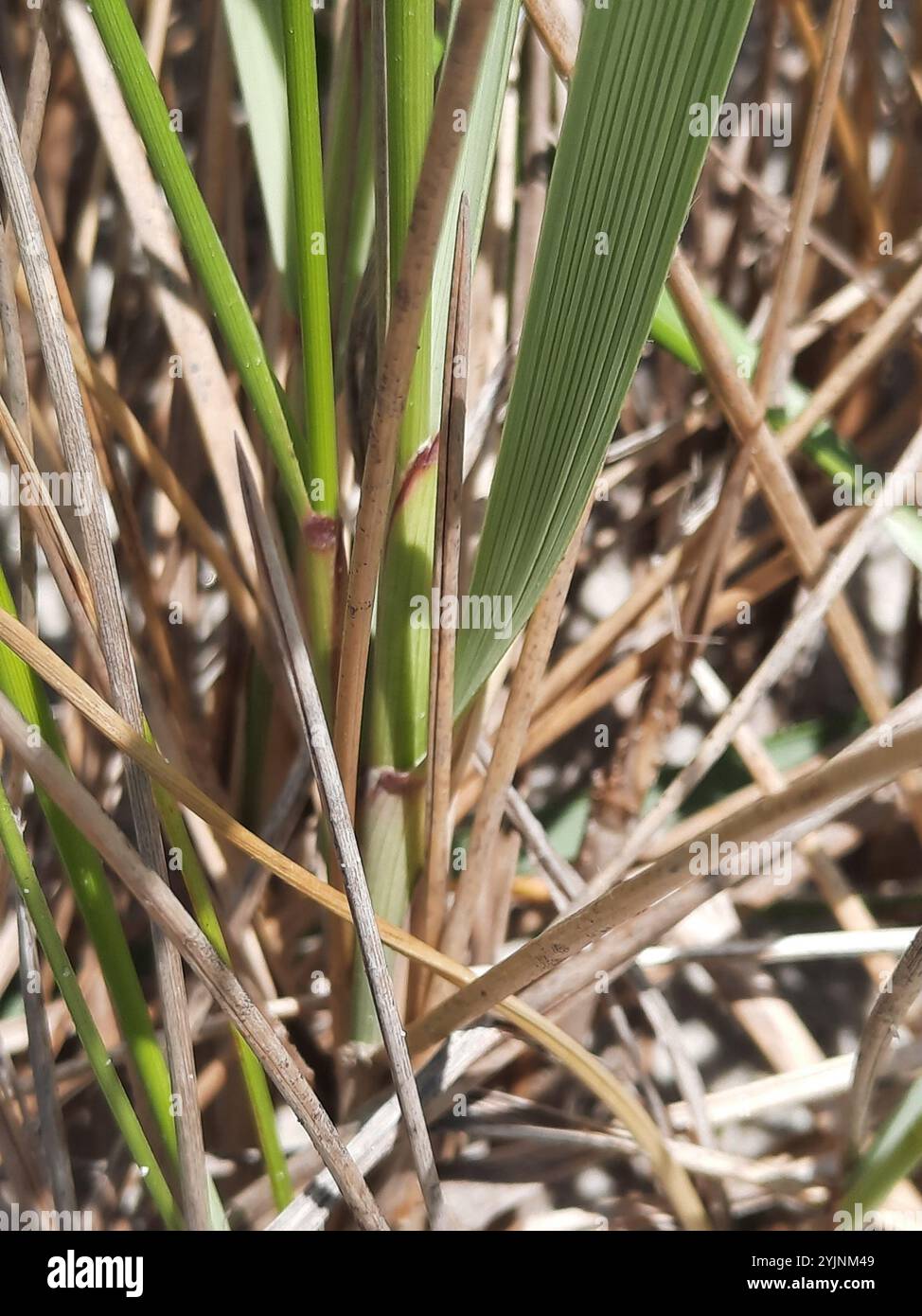 American marram grass (Calamagrostis breviligulata Stock Photo - Alamy