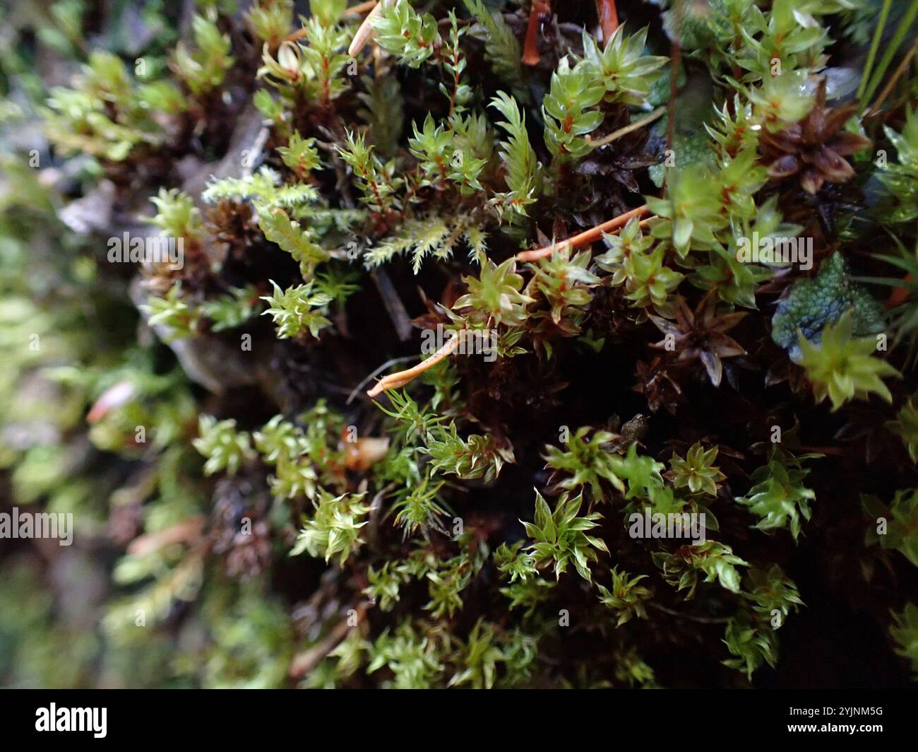 Long-leaved Thread Moss (Ptychostomum pseudotriquetrum Stock Photo - Alamy