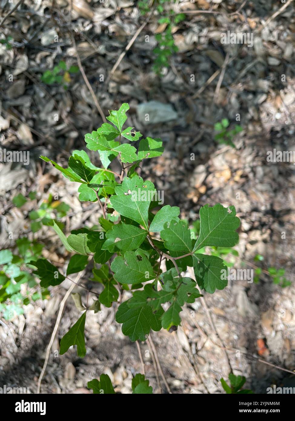 fragrant sumac (Rhus aromatica Stock Photo - Alamy