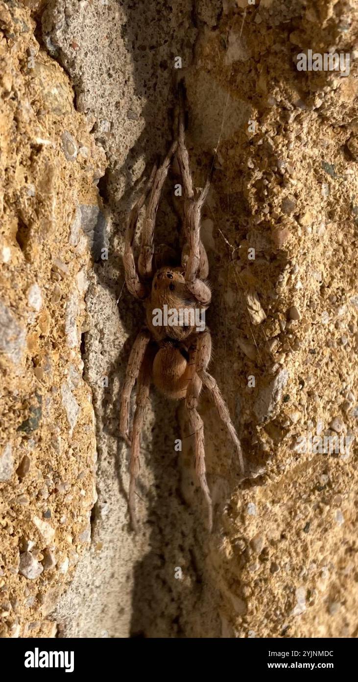 Burrowing spiders hi-res stock photography and images - Alamy