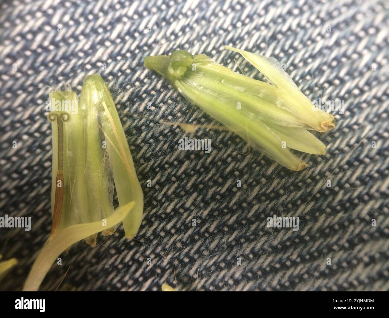 three-leaved rattlesnake root (Nabalus trifoliolatus Stock Photo - Alamy