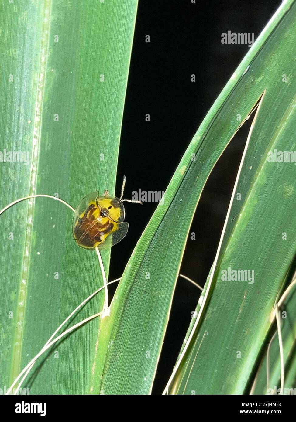 Geiger Tortoise Beetle (Eurypepla calochroma floridensis Stock Photo ...
