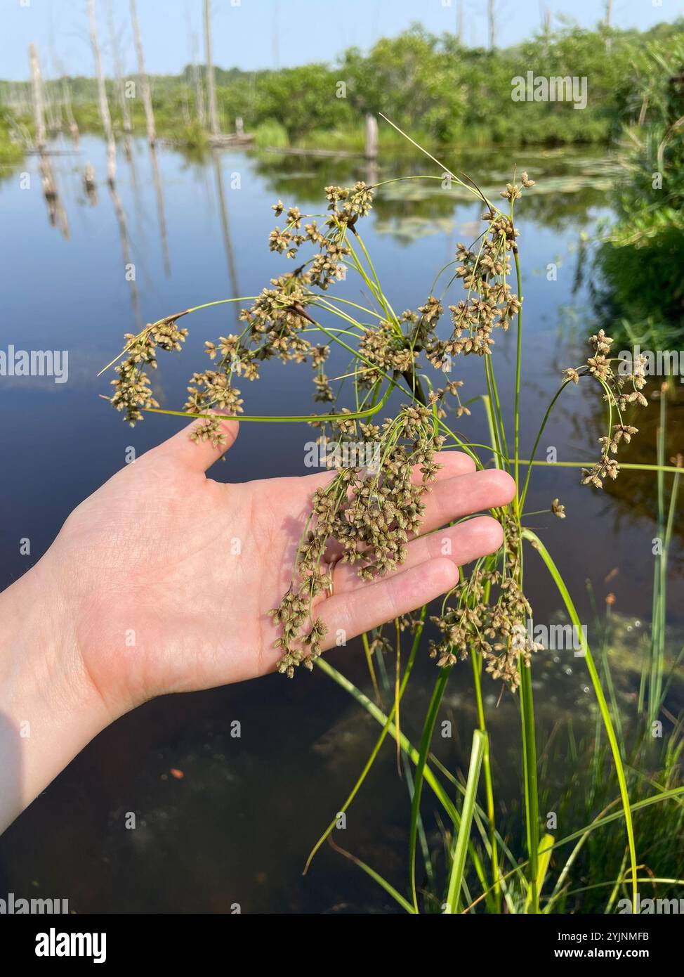 woolgrass (Scirpus cyperinus Stock Photo - Alamy