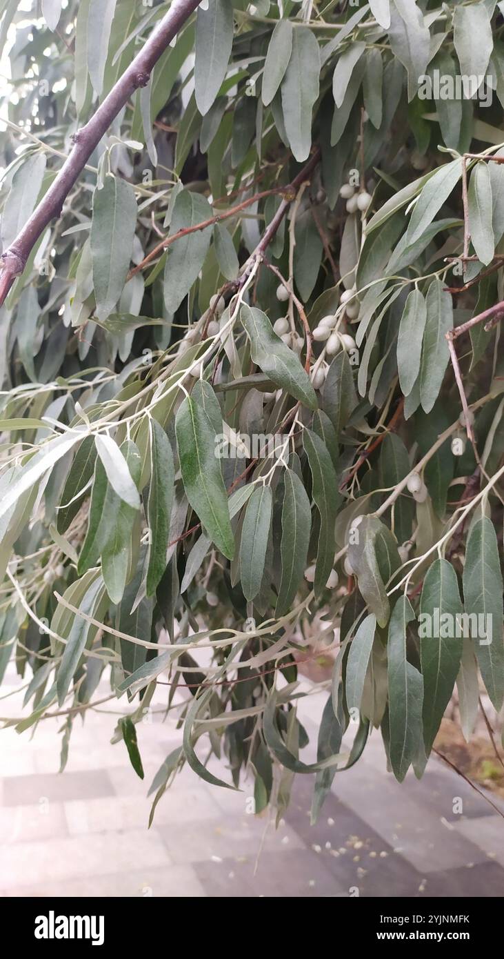 Russian olive (Elaeagnus angustifolia Stock Photo - Alamy