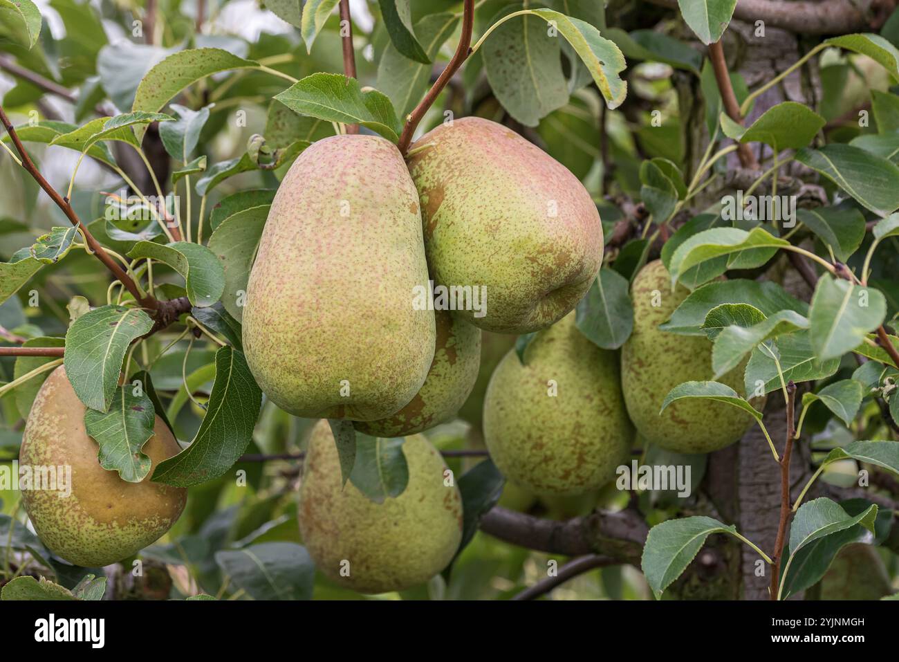 Pyrus communis double phillips pear hi-res stock photography and images ...