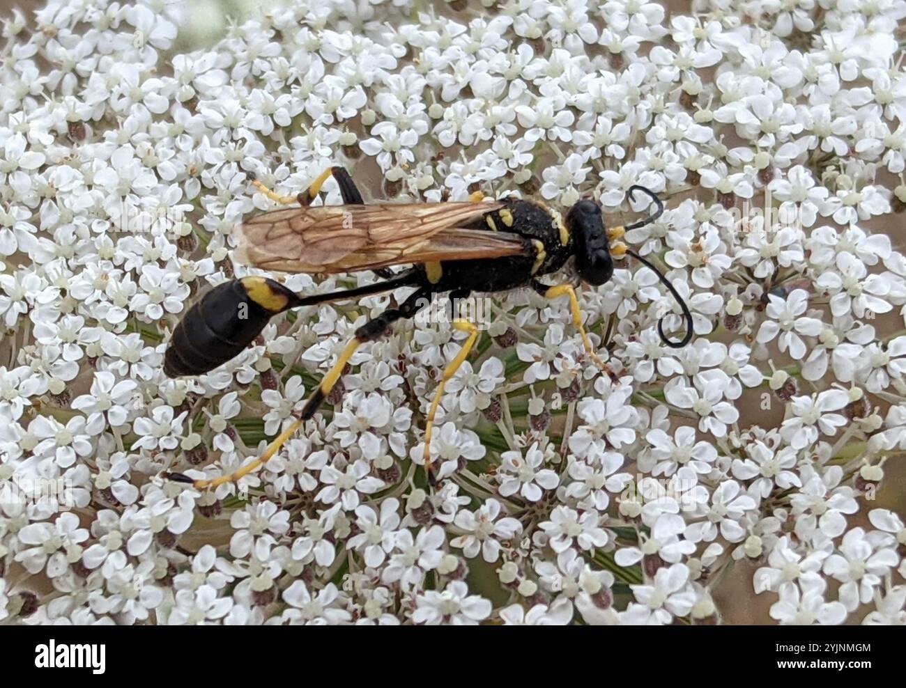 Yellow-legged Mud-dauber Wasp (Sceliphron caementarium Stock Photo - Alamy