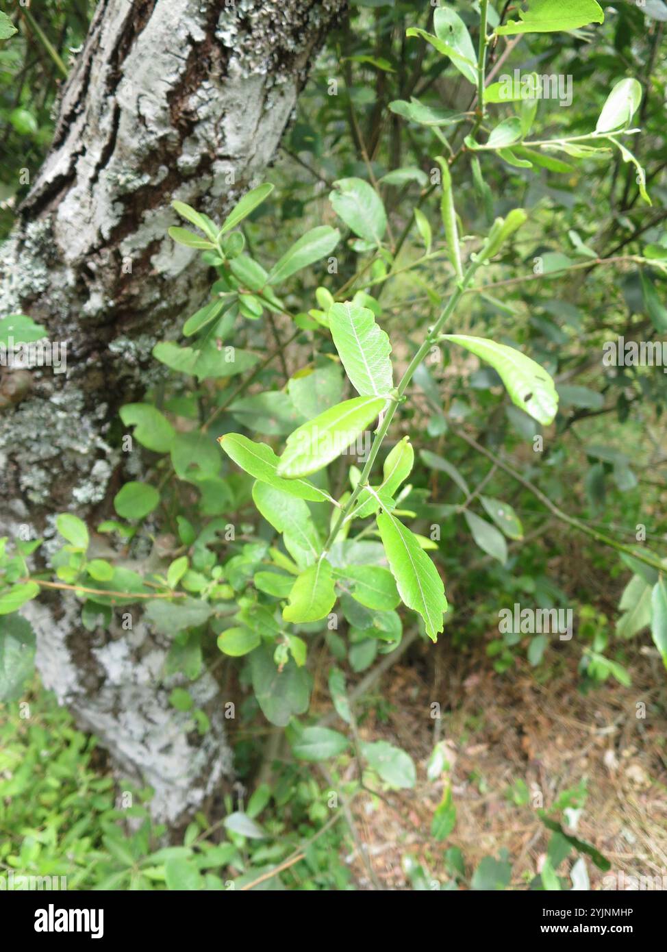 Salix atrocinerea hi-res stock photography and images - Alamy