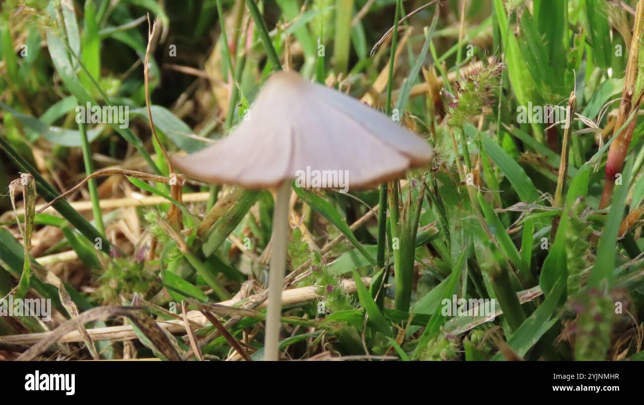 milky conecap (Conocybe apala Stock Photo - Alamy