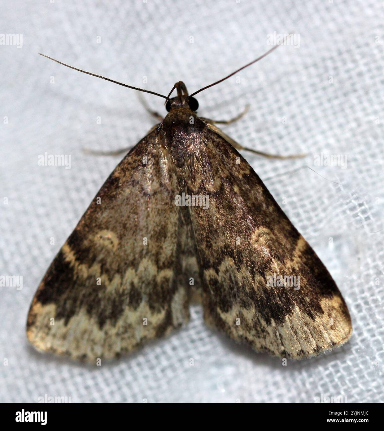 Glossy Black Idia Moth (Idia lubricalis Stock Photo - Alamy