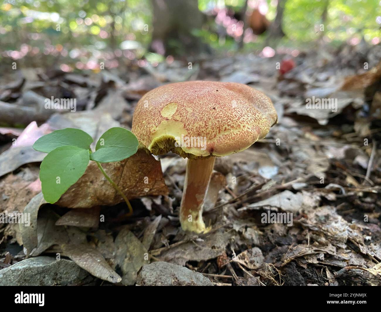 Bicolor bolete hi-res stock photography and images - Alamy