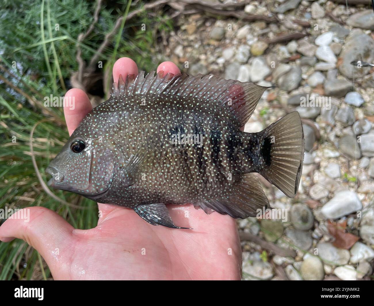 Texas Cichlid (Herichthys cyanoguttatus Stock Photo - Alamy