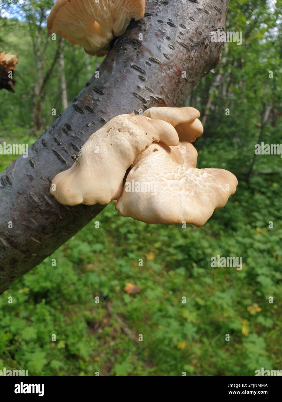 aspen oyster mushroom (Pleurotus populinus Stock Photo - Alamy