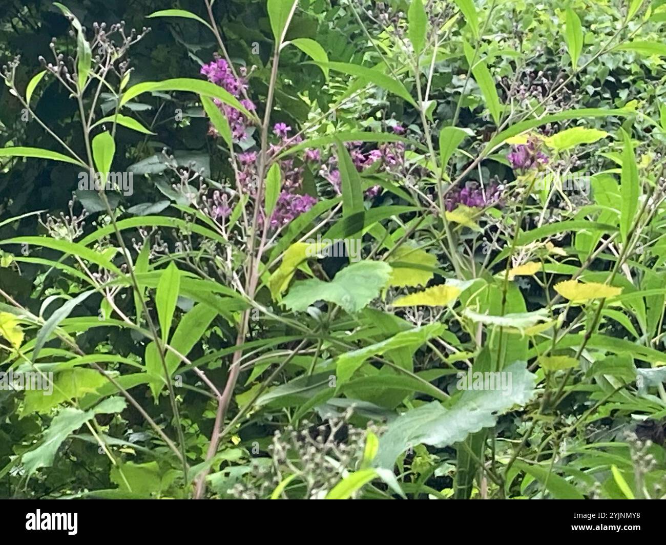 Tall Ironweed (Vernonia gigantea Stock Photo - Alamy
