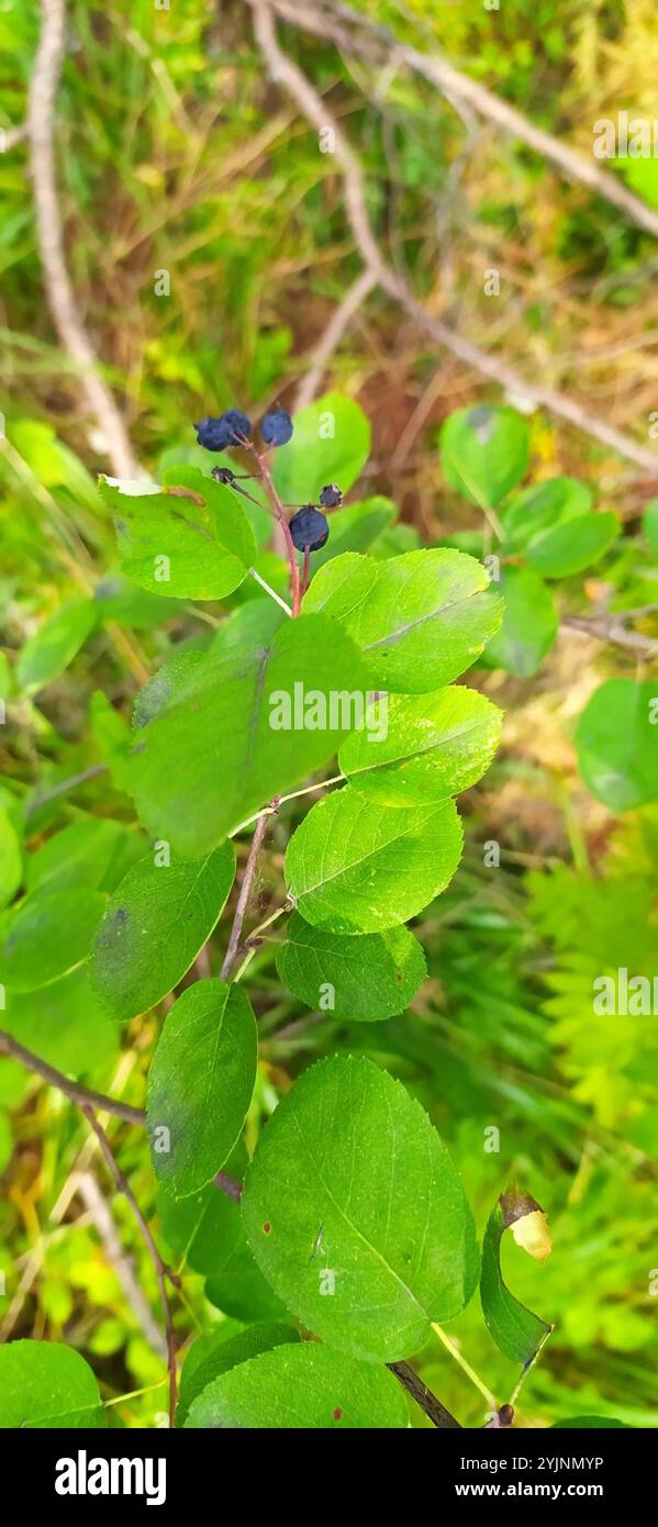 Dwarf Serviceberry (Amelanchier × spicata Stock Photo - Alamy