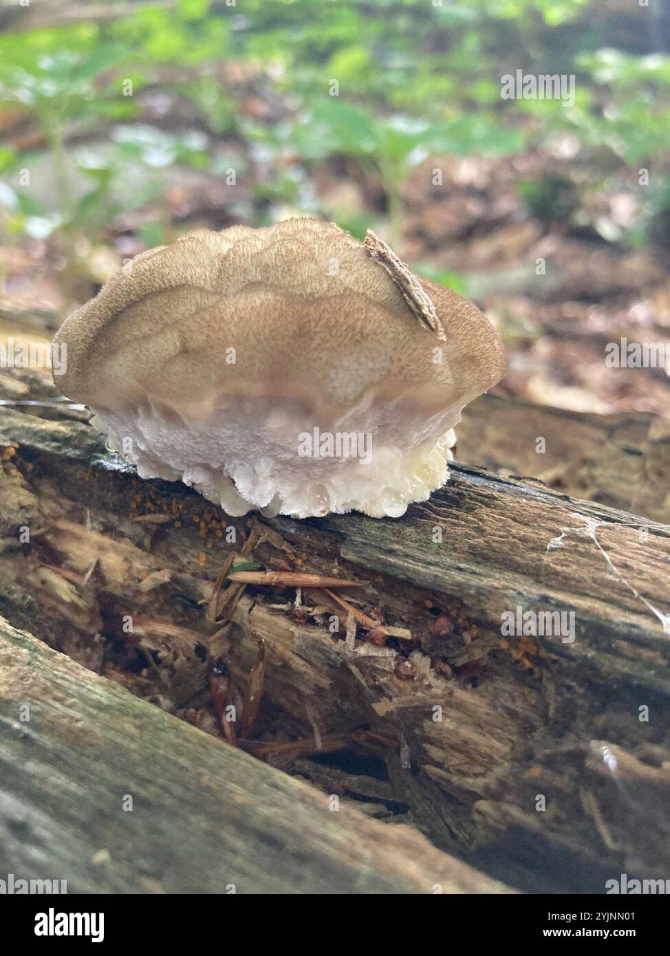 green cheese polypore (Fomitopsis spraguei Stock Photo - Alamy