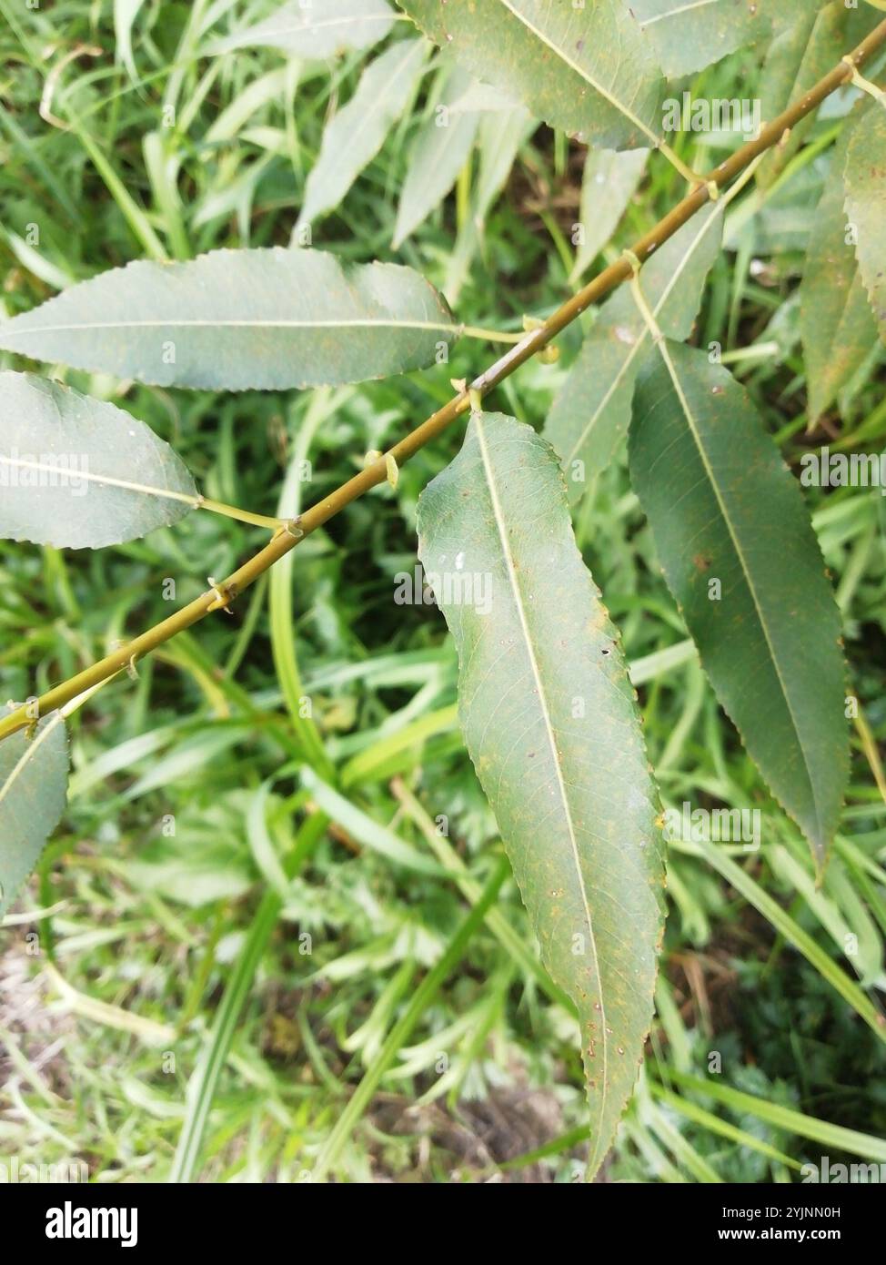 Almond Willow (Salix triandra Stock Photo - Alamy