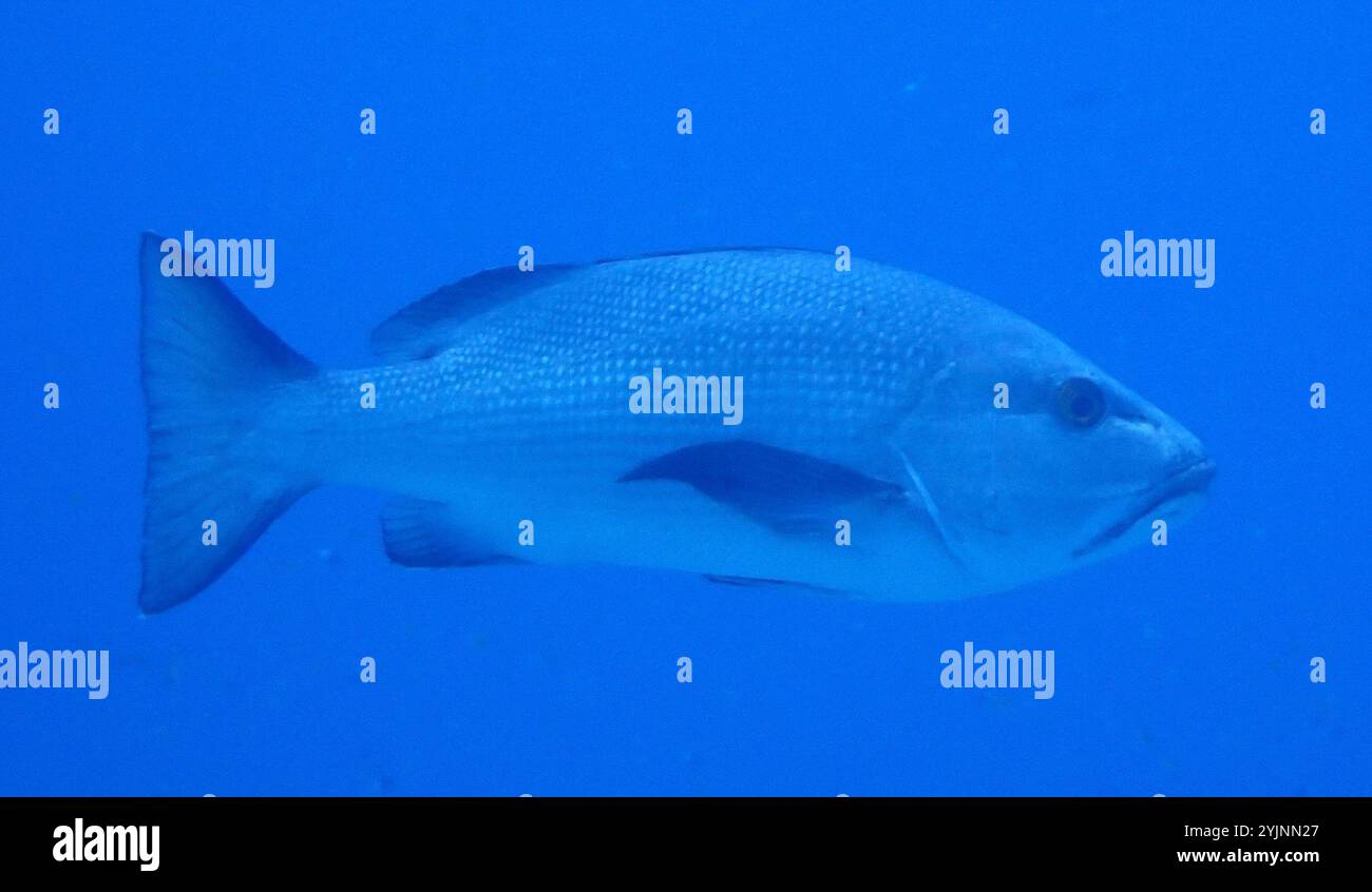 Two-spot Red Snapper (Lutjanus bohar Stock Photo - Alamy
