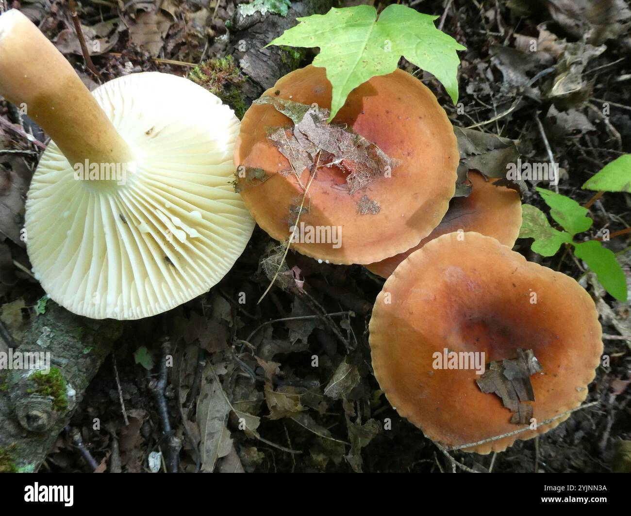 hygrophorus milkcap (Lactifluus hygrophoroides Stock Photo - Alamy