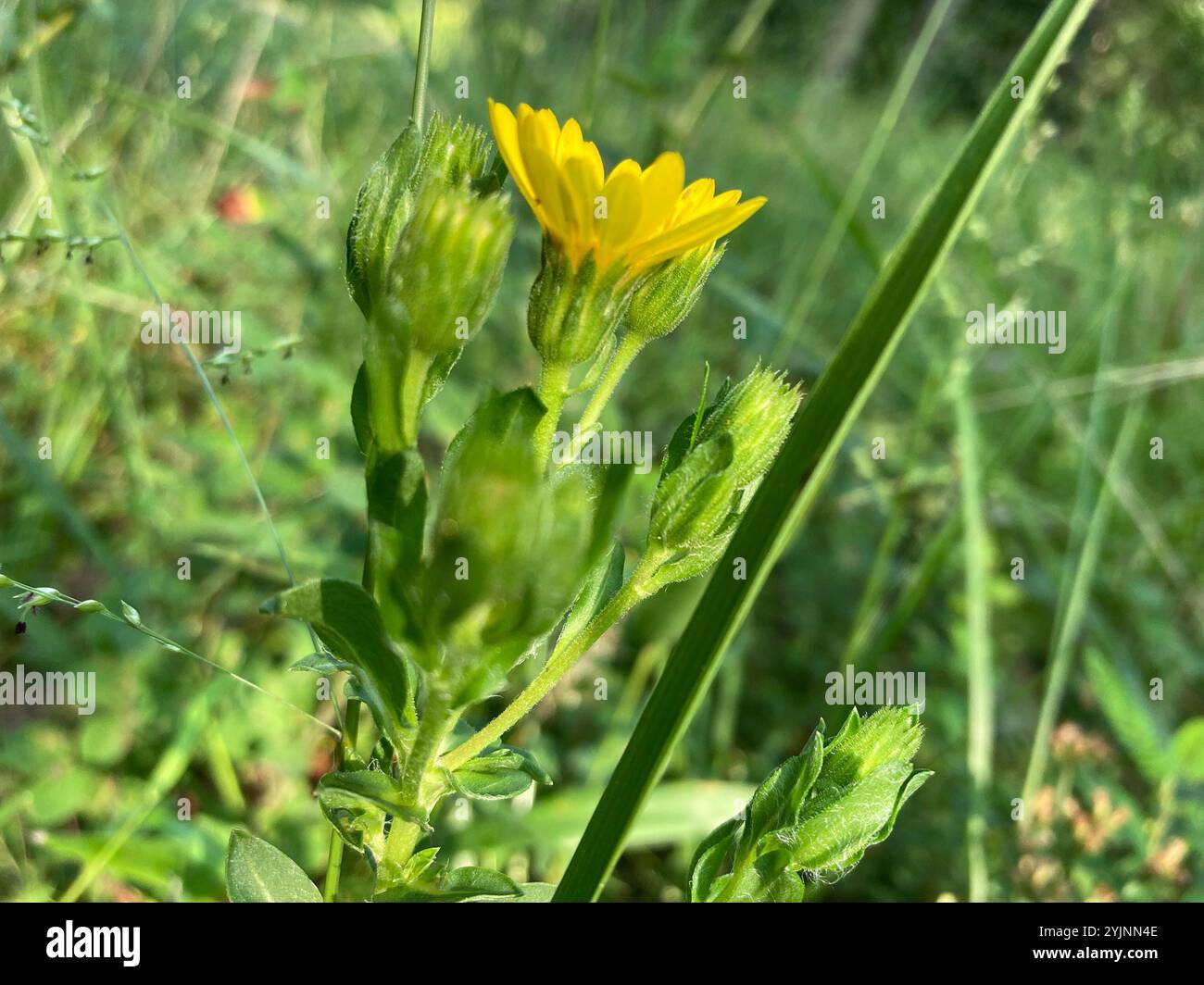 Maryland golden-aster (Chrysopsis mariana Stock Photo - Alamy
