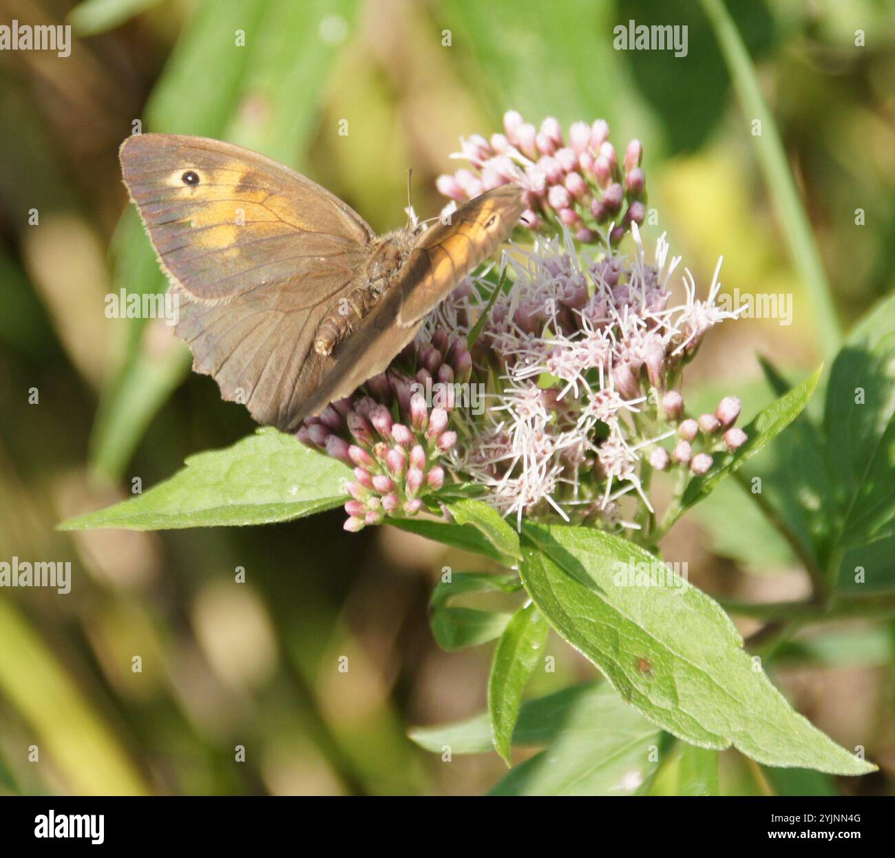 Meadow Brown (Maniola jurtina Stock Photo - Alamy