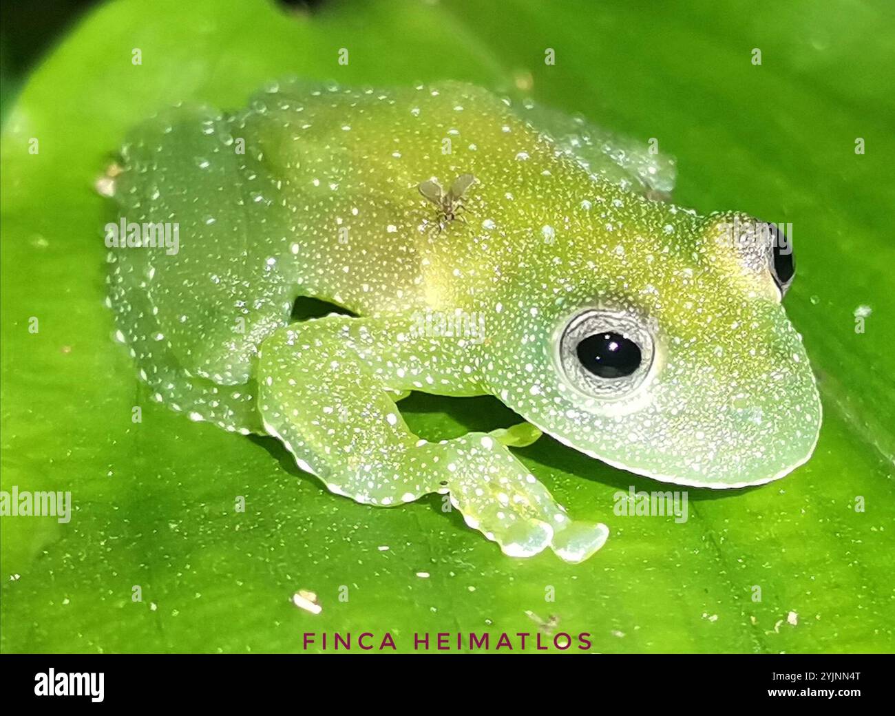 Resplendent cochran frog hi-res stock photography and images - Alamy