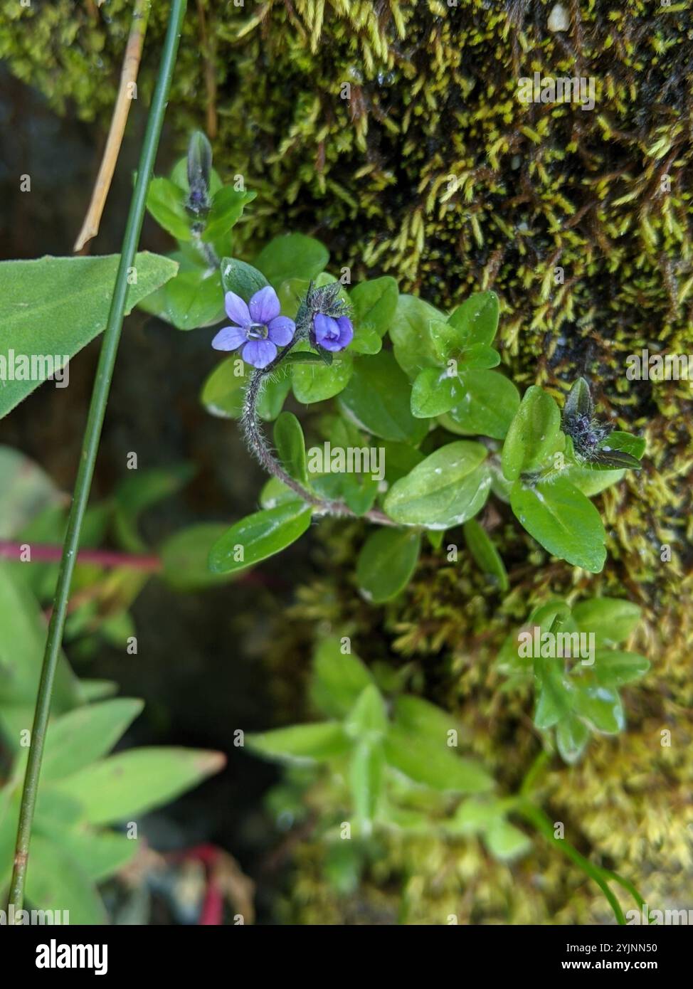 American alpine speedwell (Veronica wormskjoldii Stock Photo - Alamy