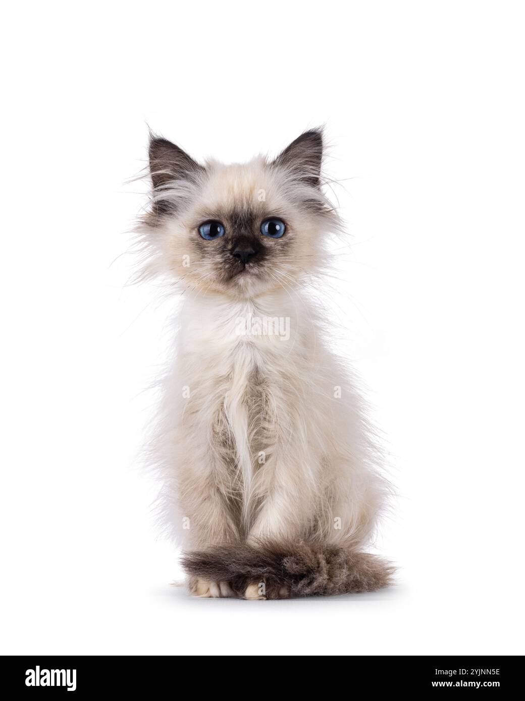 Adorable Sacred Birman cat kitten, with funny out of bed look, sitting ...