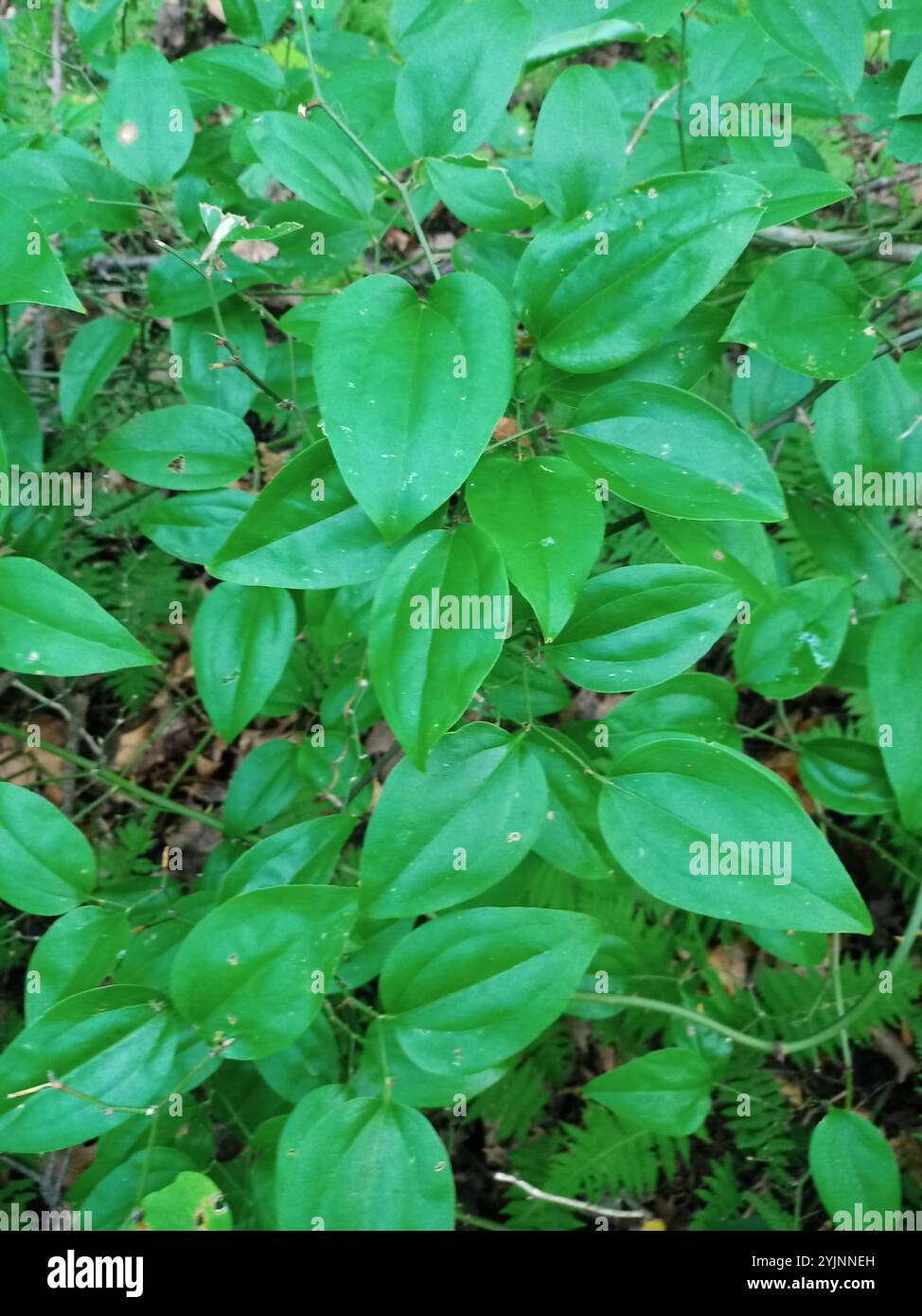 roundleaf greenbrier (Smilax rotundifolia Stock Photo - Alamy