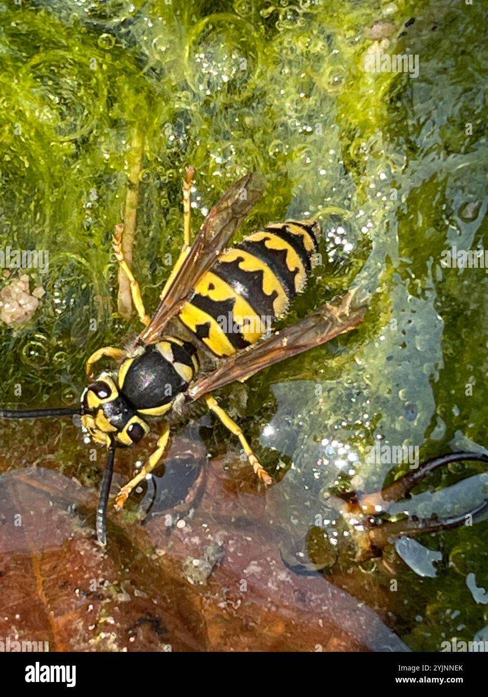Western yellowjacket hi-res stock photography and images - Alamy