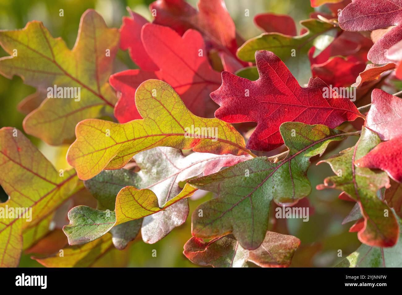 Pfahl-Eiche, Quercus stellata,, Pole oak Stock Photo - Alamy