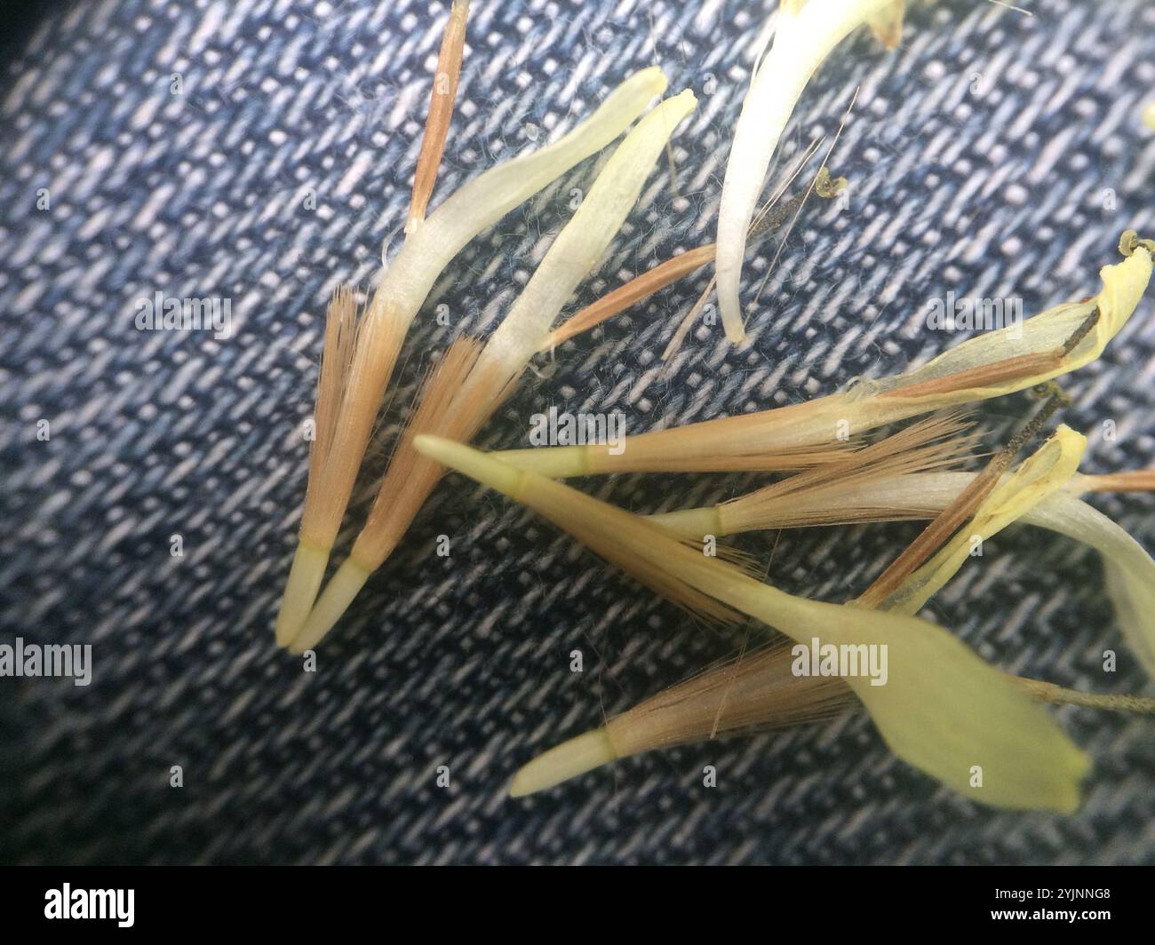 three-leaved rattlesnake root (Nabalus trifoliolatus Stock Photo - Alamy