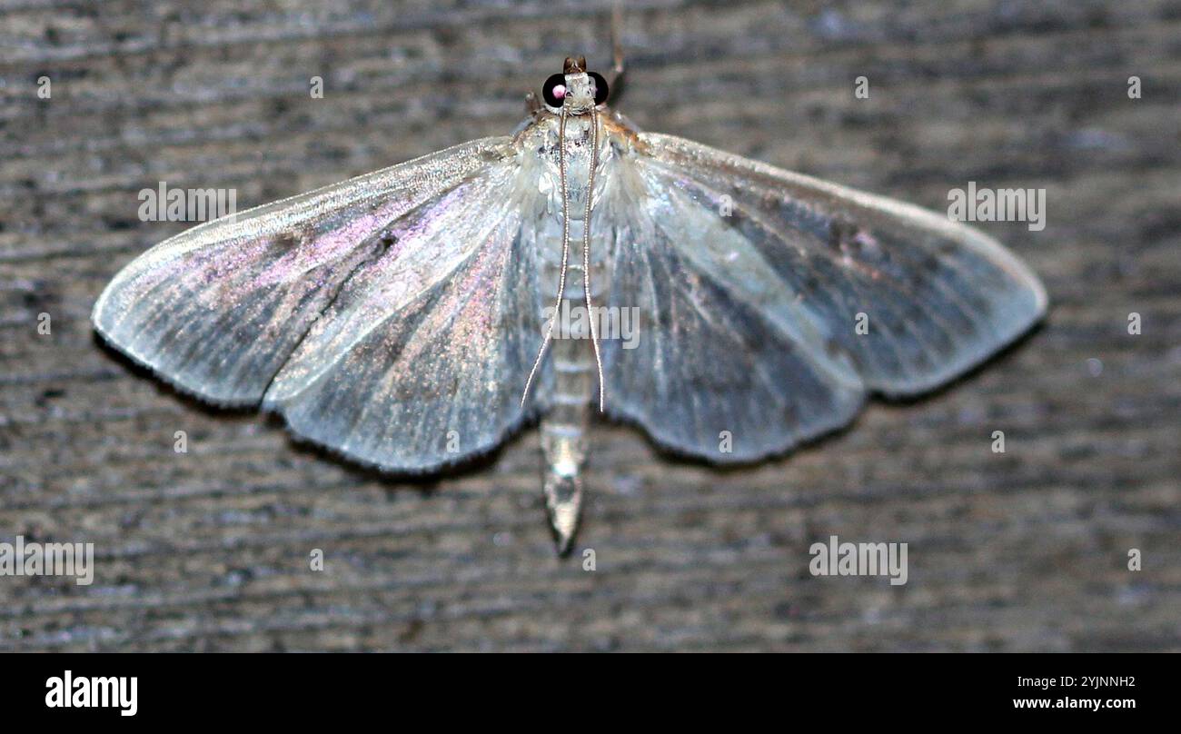 Herpetogramma hi-res stock photography and images - Alamy