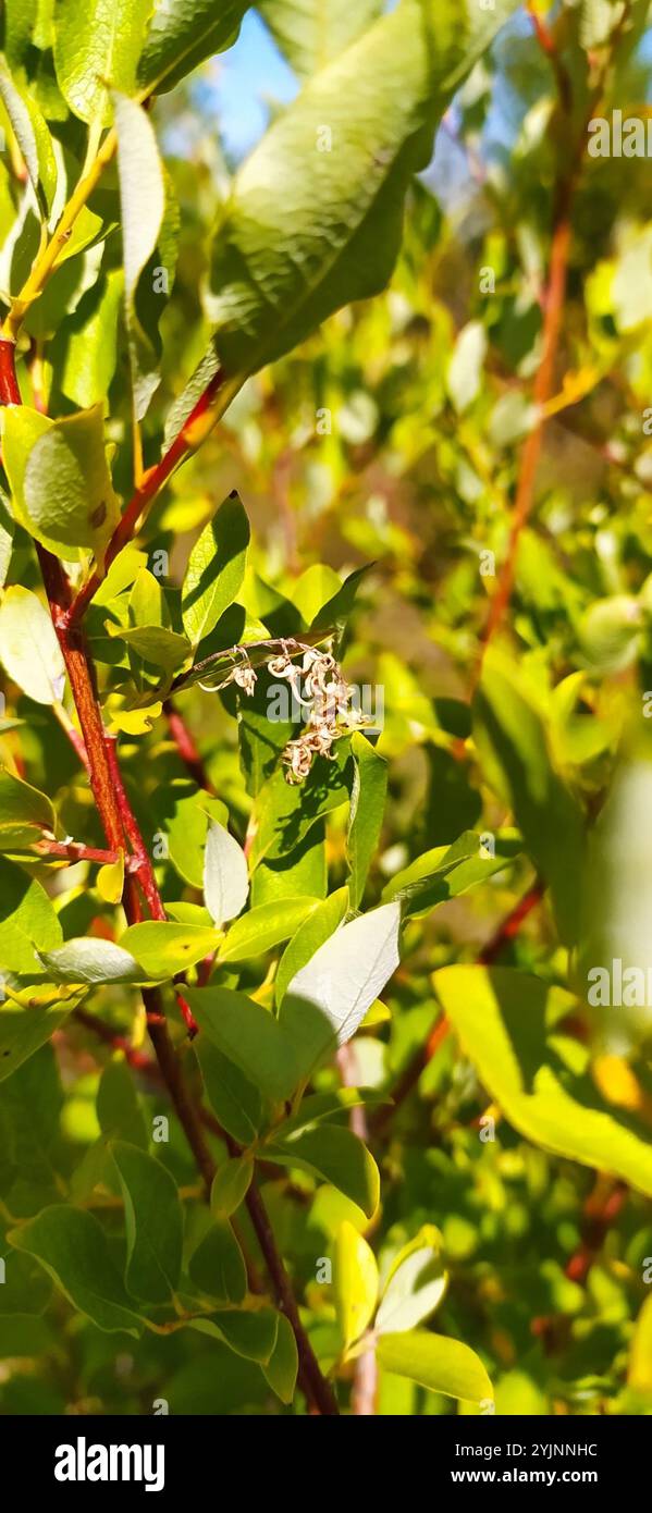 Tea-leaved Willow (Salix phylicifolia Stock Photo - Alamy