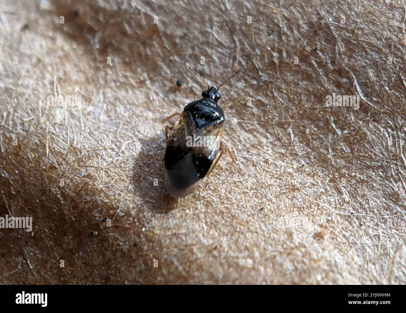 Minute pirate bugs (Anthocoridae Stock Photo - Alamy