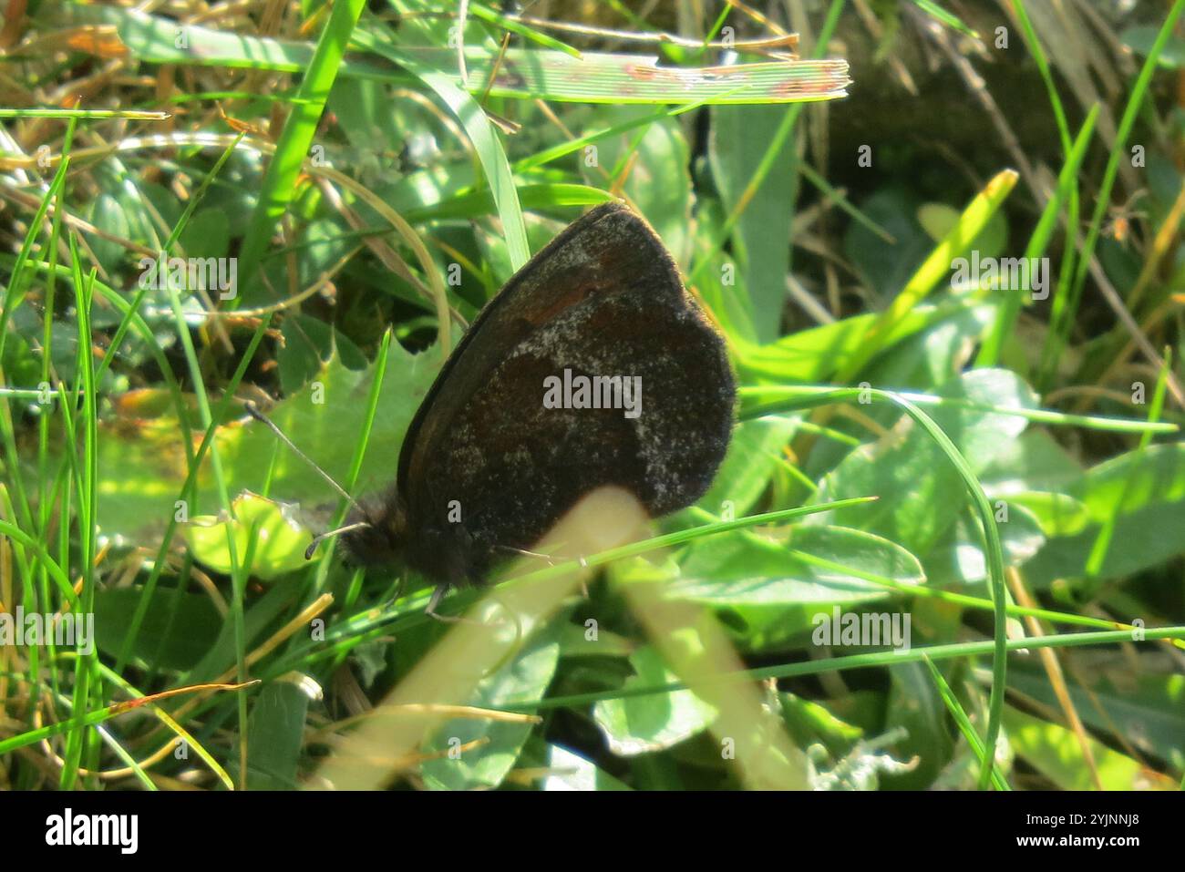 Water ringlet (Erebia pronoe Stock Photo - Alamy