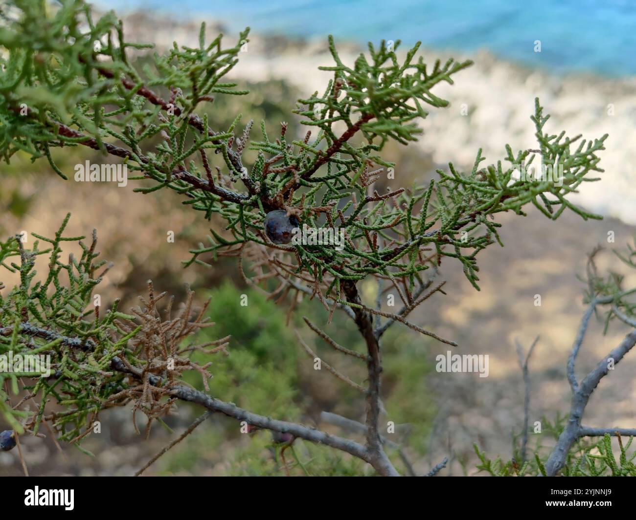 Mediterranean juniper (Juniperus turbinata Stock Photo - Alamy