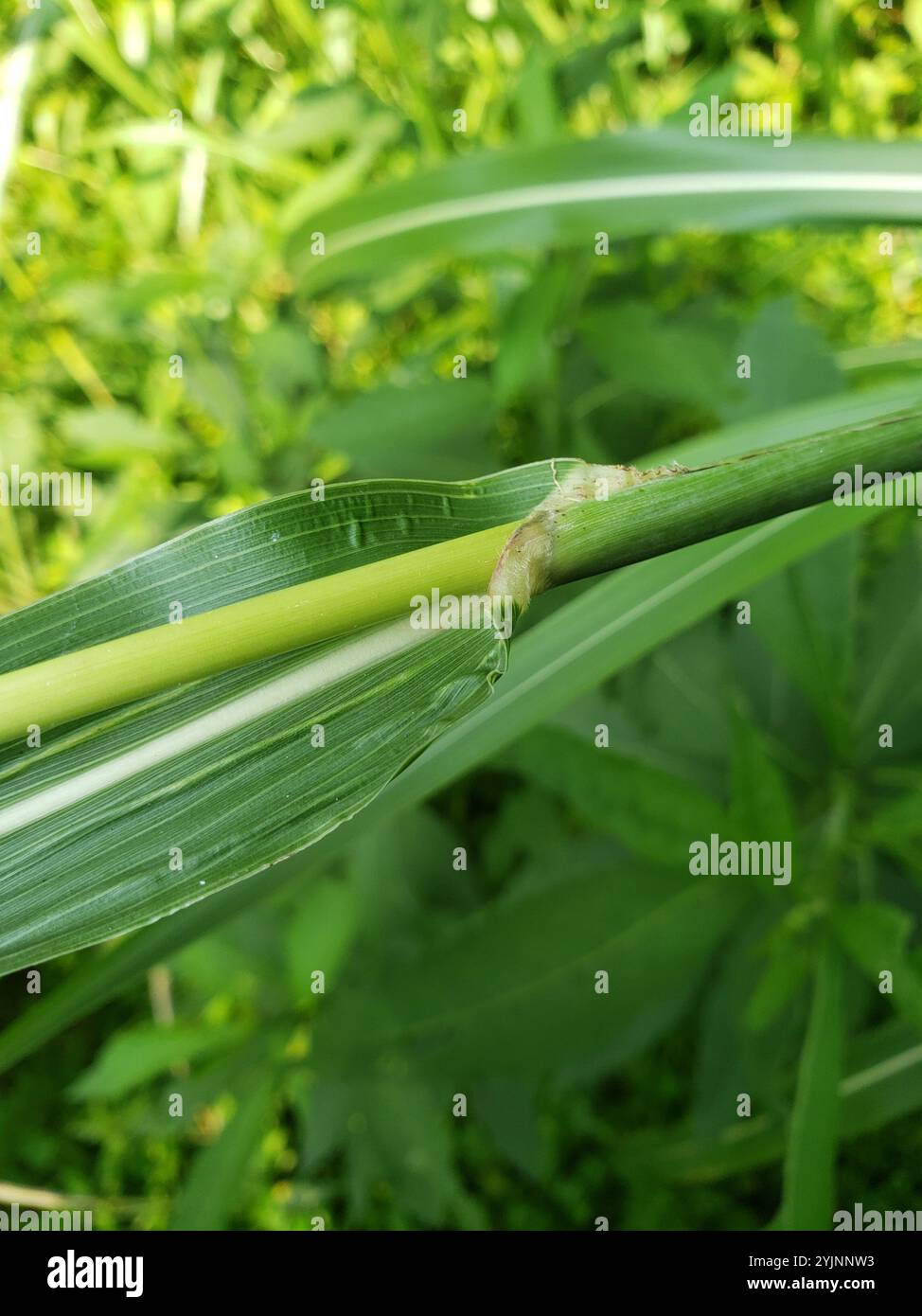 Johnson grass (Sorghum halepense Stock Photo - Alamy