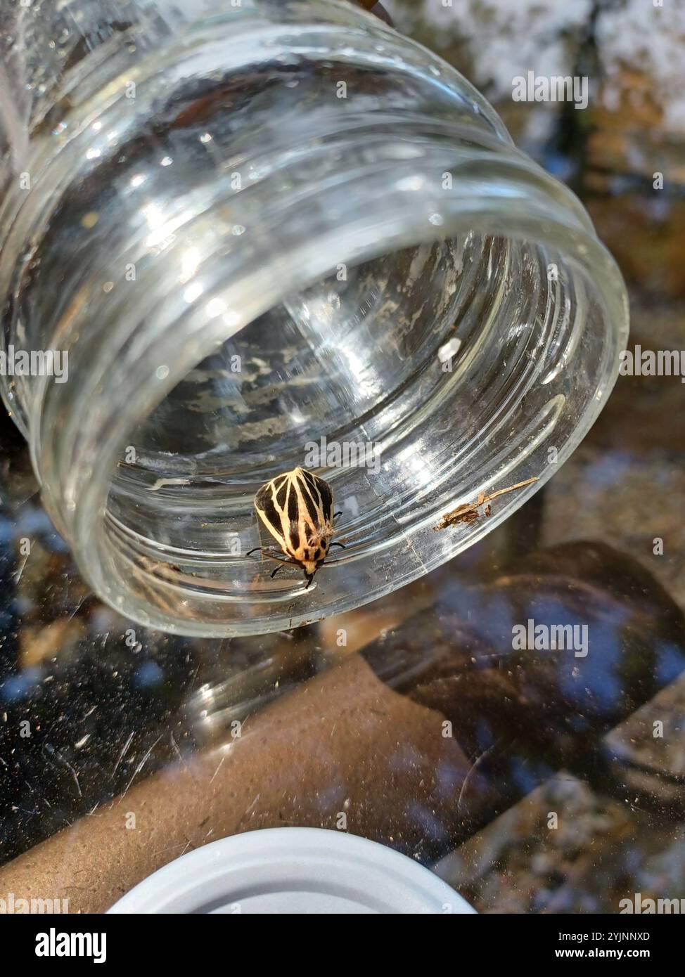 Harnessed Tiger Moth (Apantesis phalerata Stock Photo - Alamy