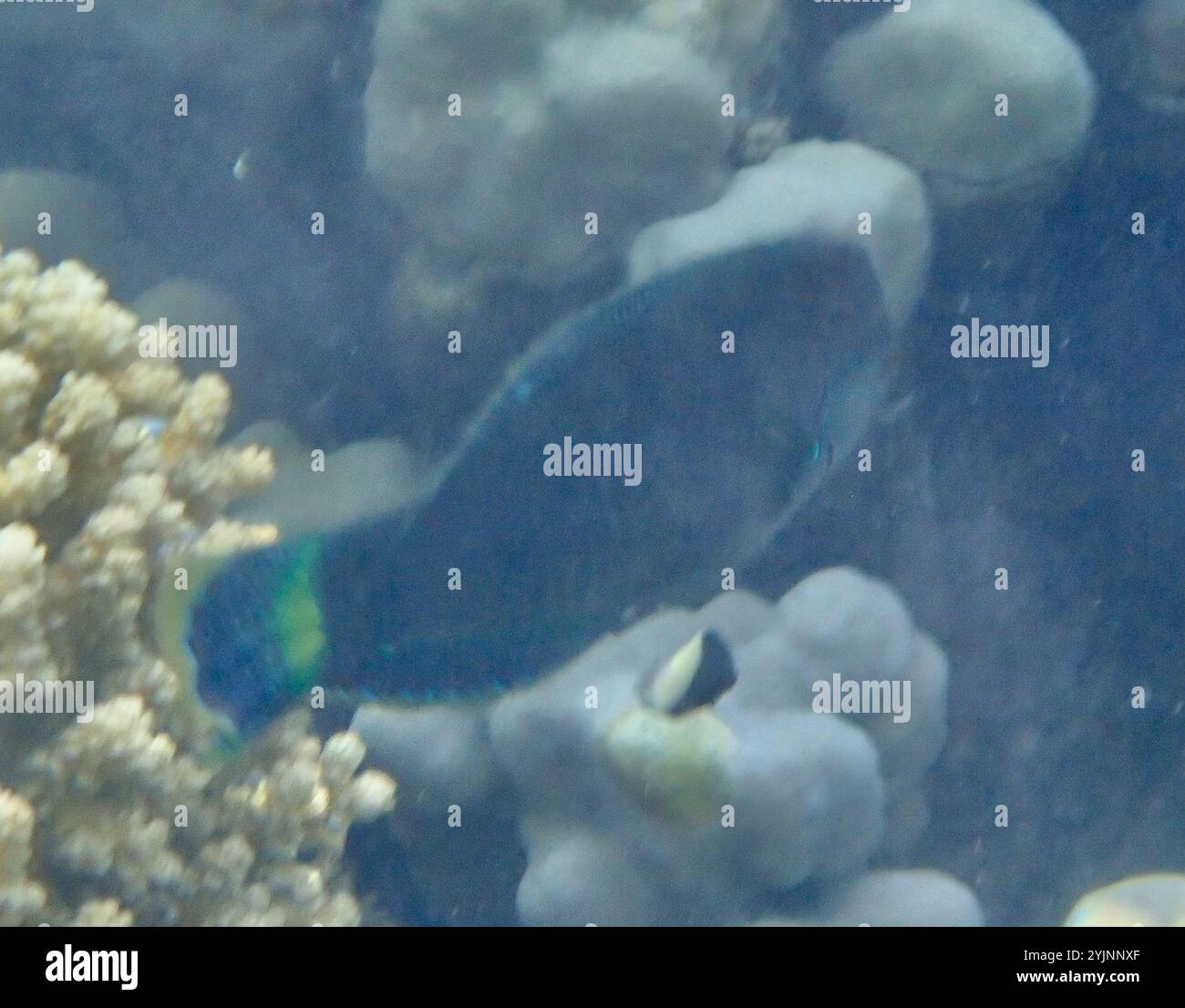 Red Sea Dusky Wrasse (Halichoeres marginatus Stock Photo - Alamy