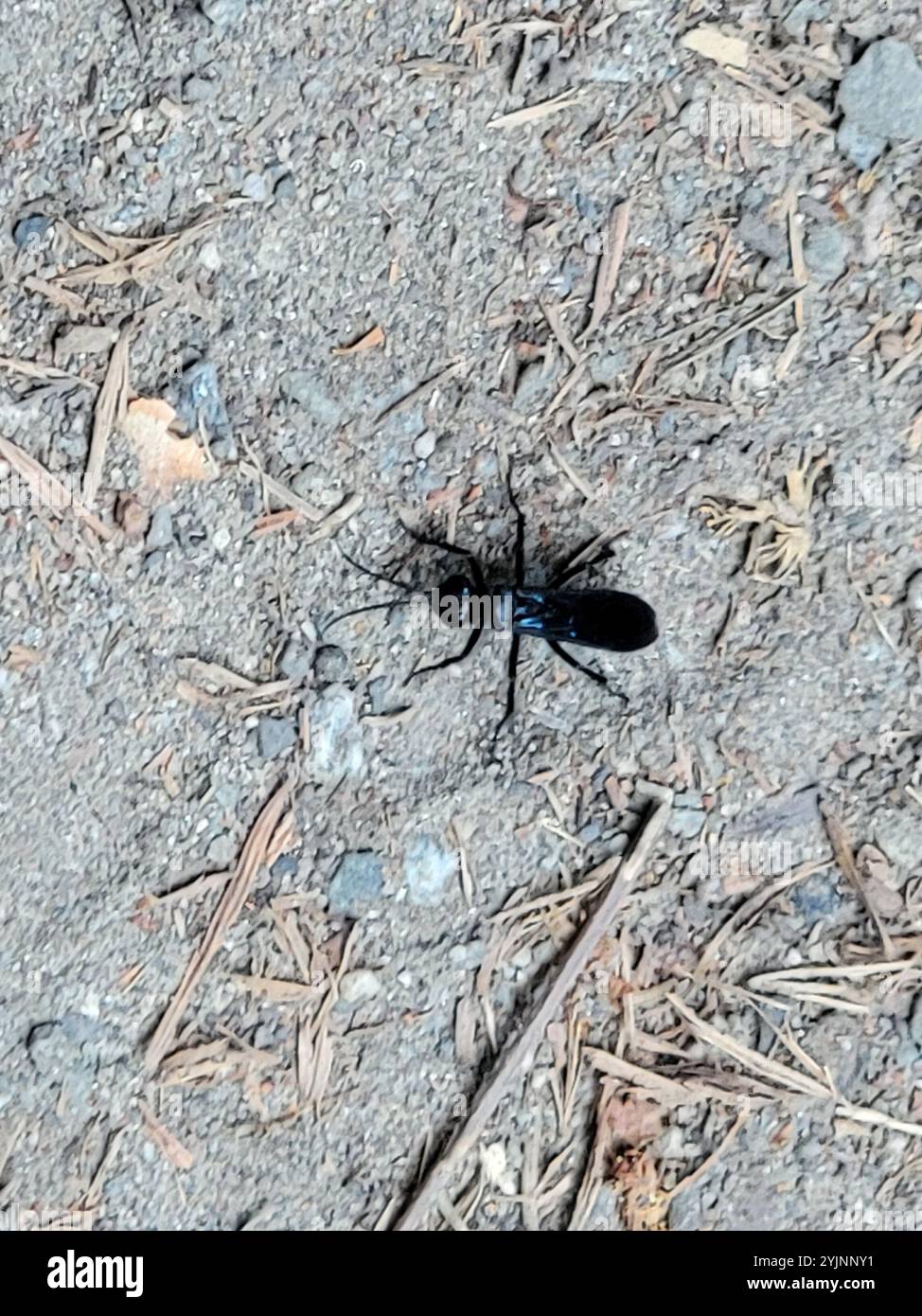 Spider Wasps (Pompilidae Stock Photo - Alamy