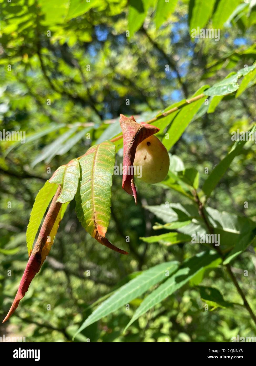 Sumac Gall Aphid (Melaphis rhois Stock Photo - Alamy