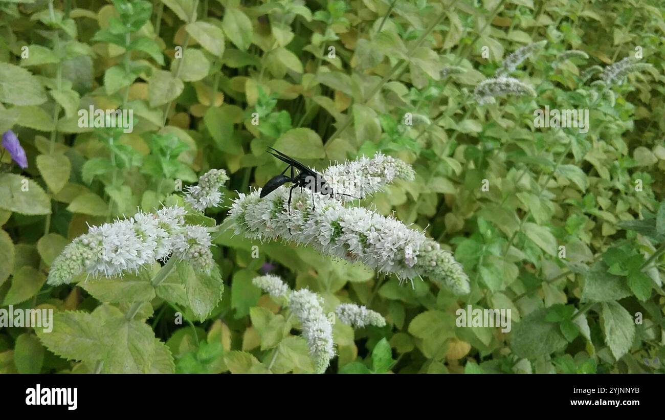 Ants, Bees, and Stinging Wasps (Aculeata Stock Photo - Alamy